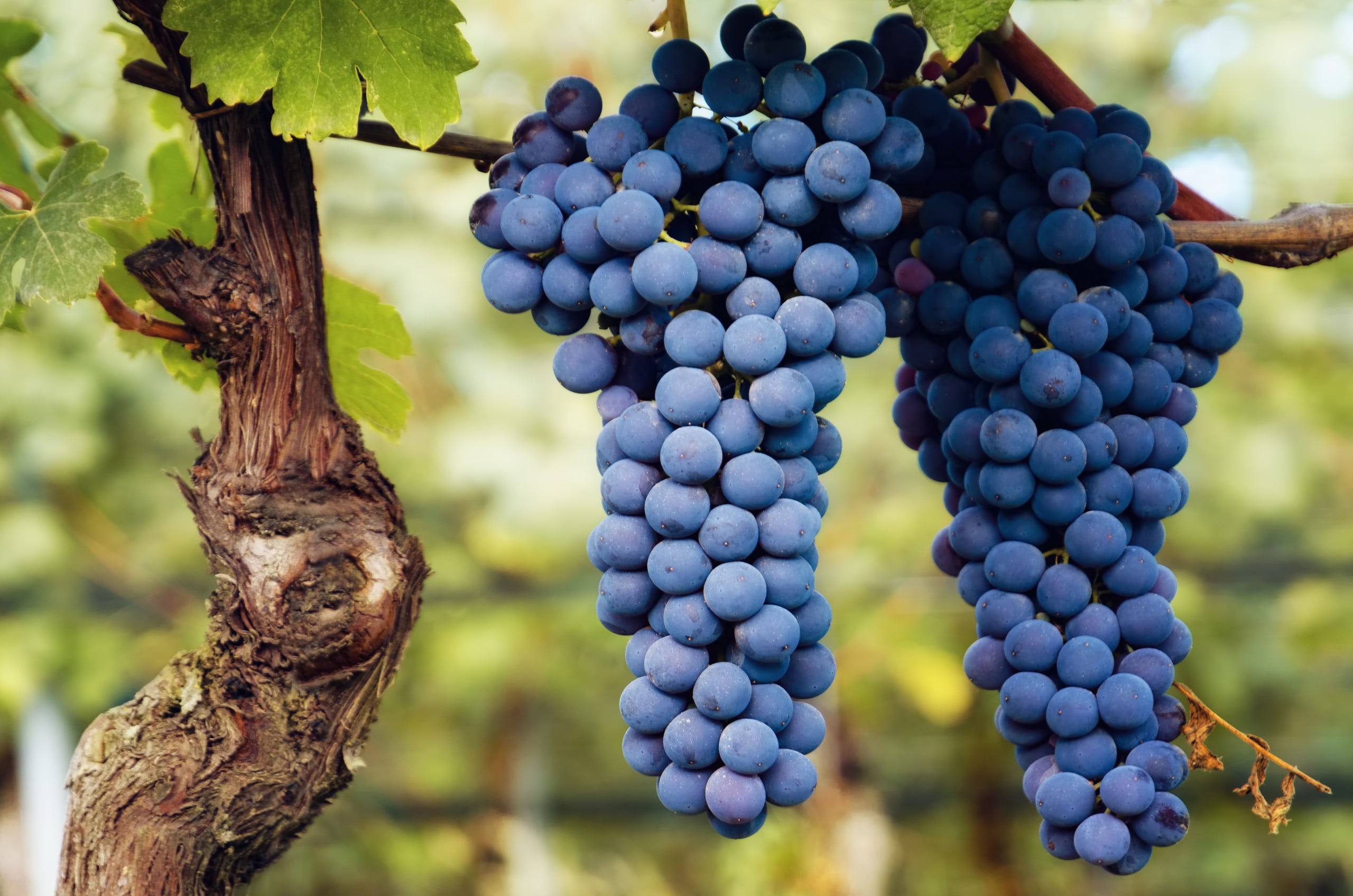 Nebbiolo: origini, caratteristiche e i migliori vini piemontesi ...