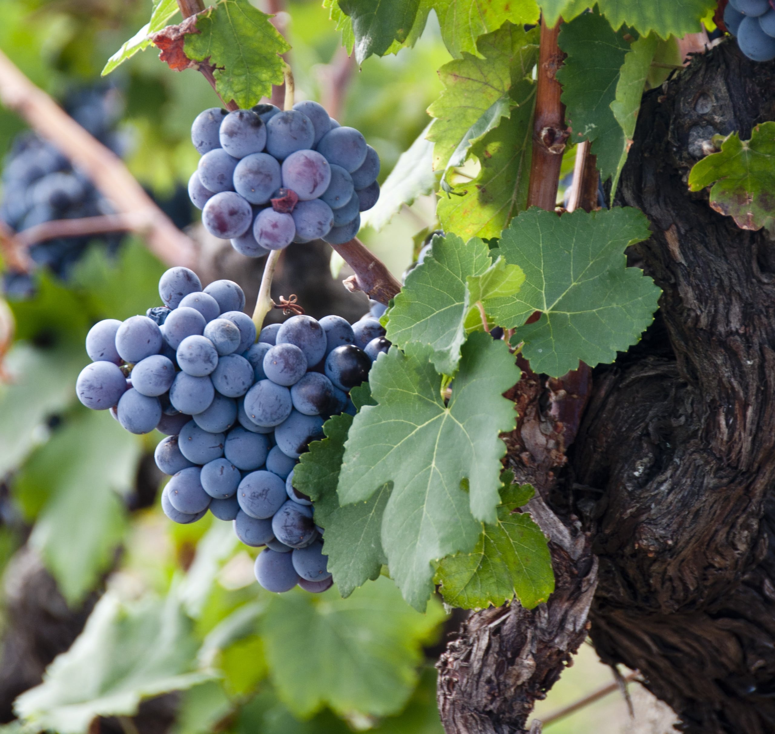 Nero d’Avola: alla scoperta di origini e caratteristiche • ROSADIVINI